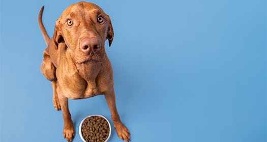 Pet Industry Research Reports - Market Research Insights